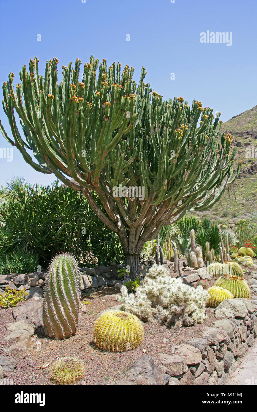 Cacti Plants in Palmitos Park Botanical Gardens, Gran Canaria, Canary ...