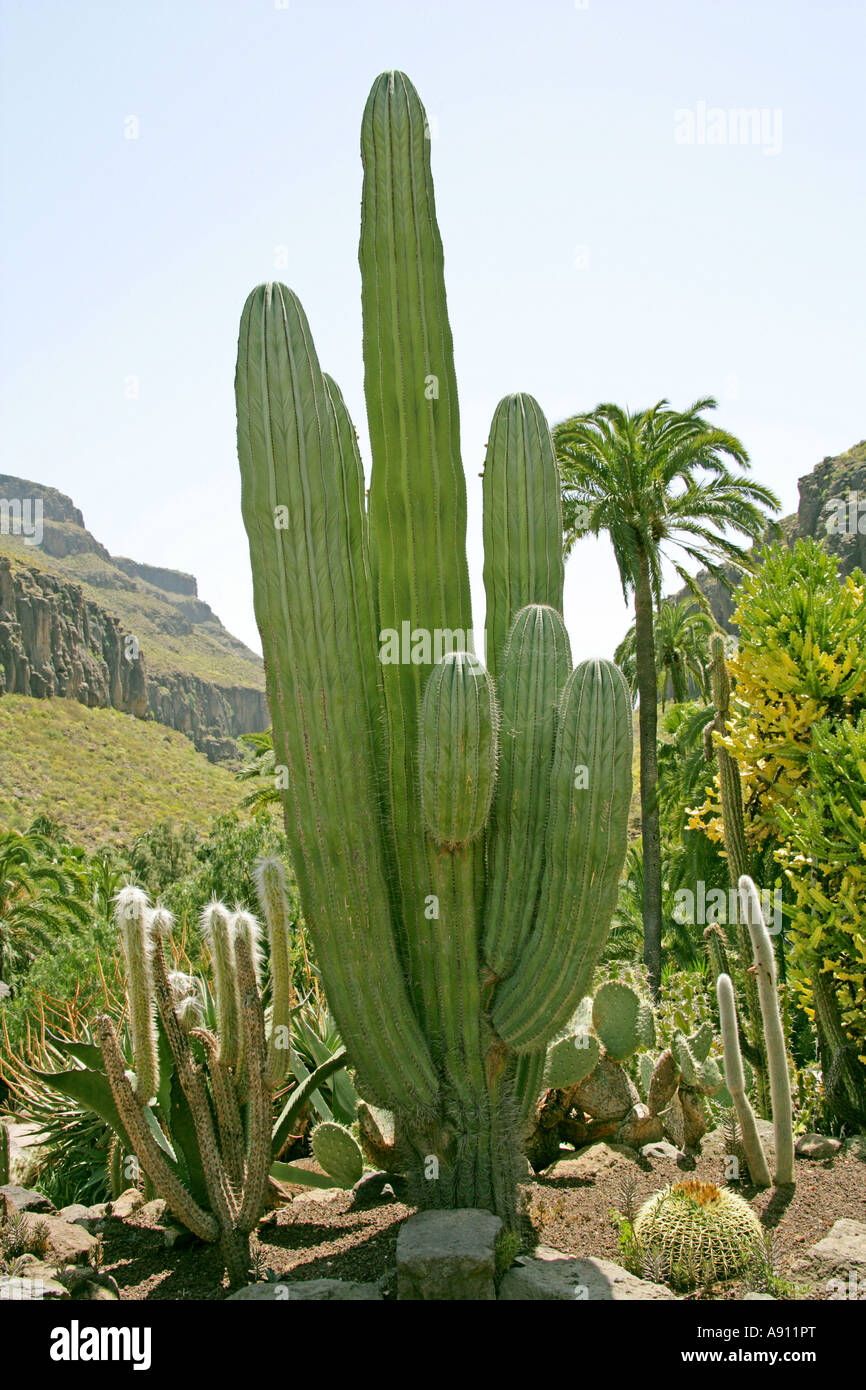 Cardon Cactus Spines Stock Photos & Cardon Cactus Spines Stock Images ...