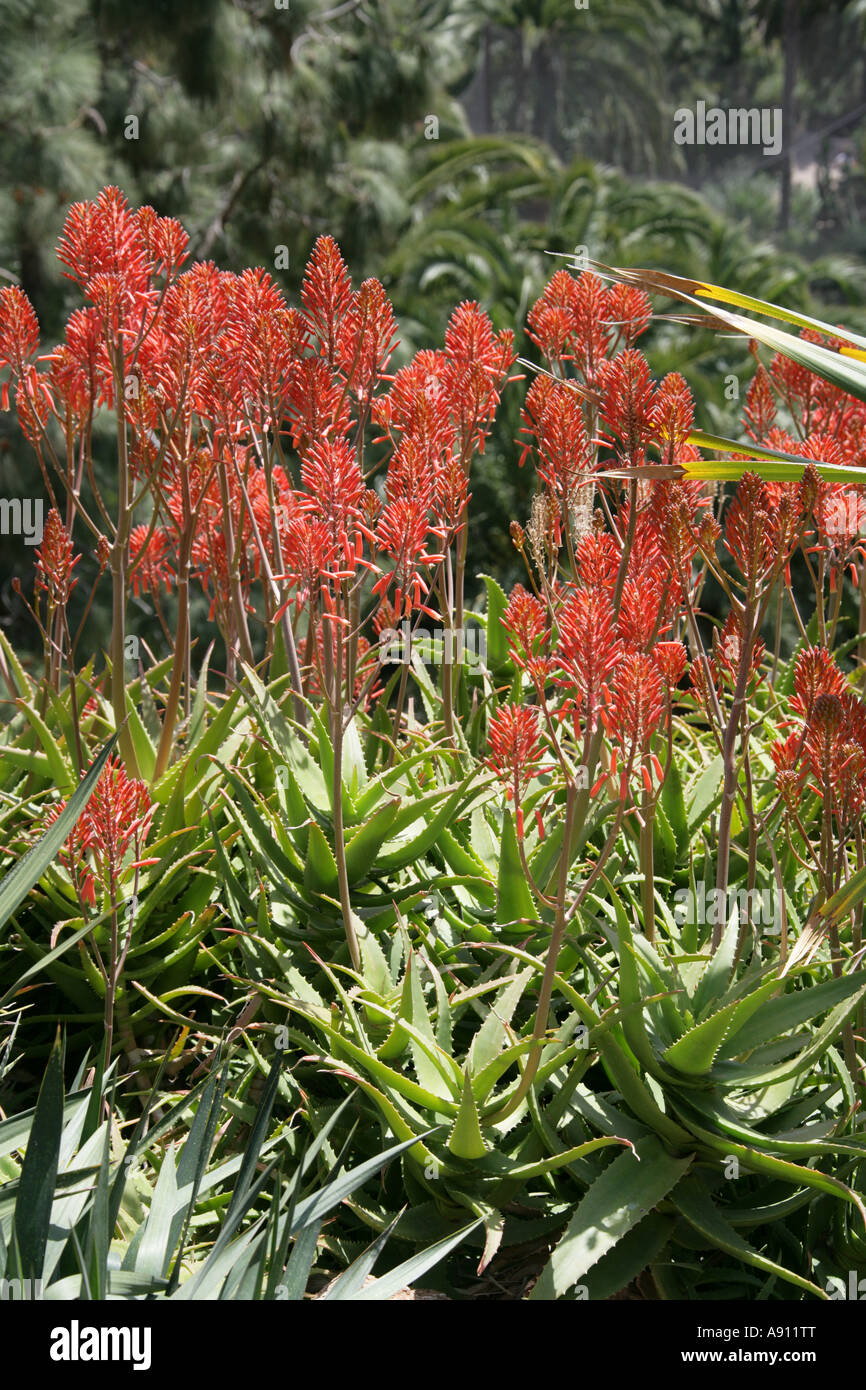 Coral Aloe, Aloe Striata, Asphodelaceae. South Africa Stock Photo - Alamy