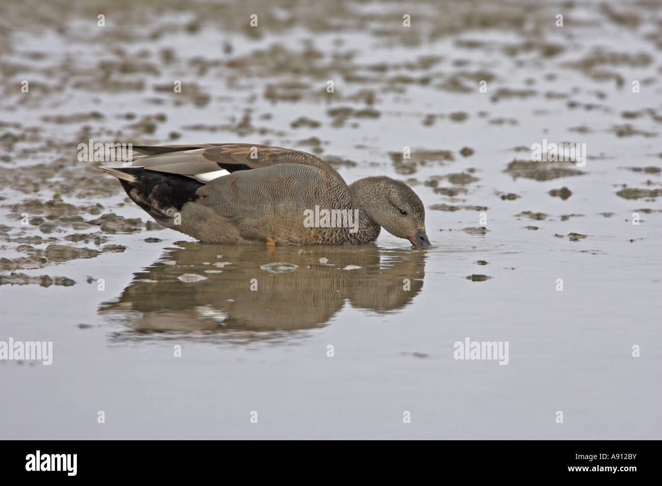 Gadwall Anas strepera adult male dabbling in muddy water, Cley Marsh ...