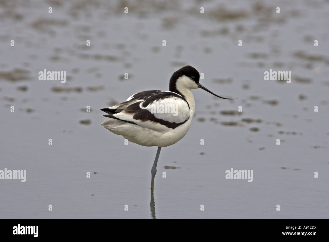 Pied Avocet Recurvirostra avosetta adult standing in shallow water on ...