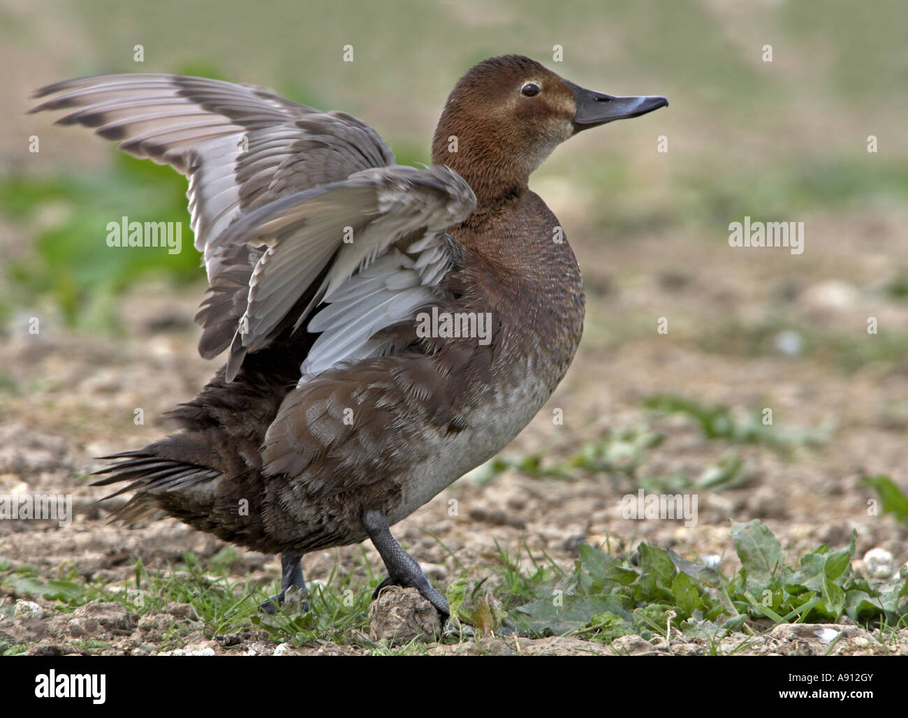 Common Pochard Aythya ferina adult female wing flapping, Cley Marsh ...