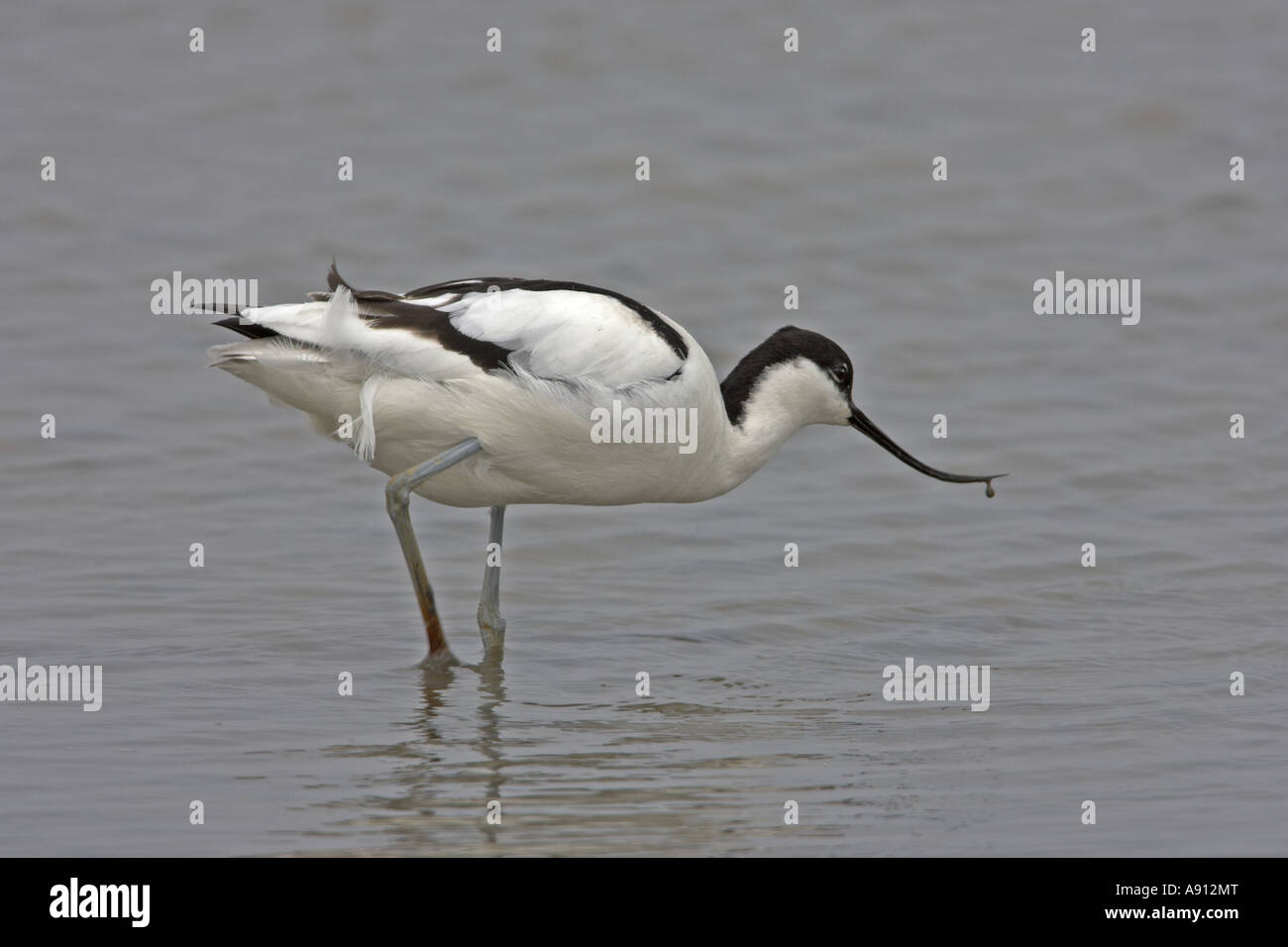 Pied Avocet Recurvirostra avosetta adult feeding in shallow water, Cley ...