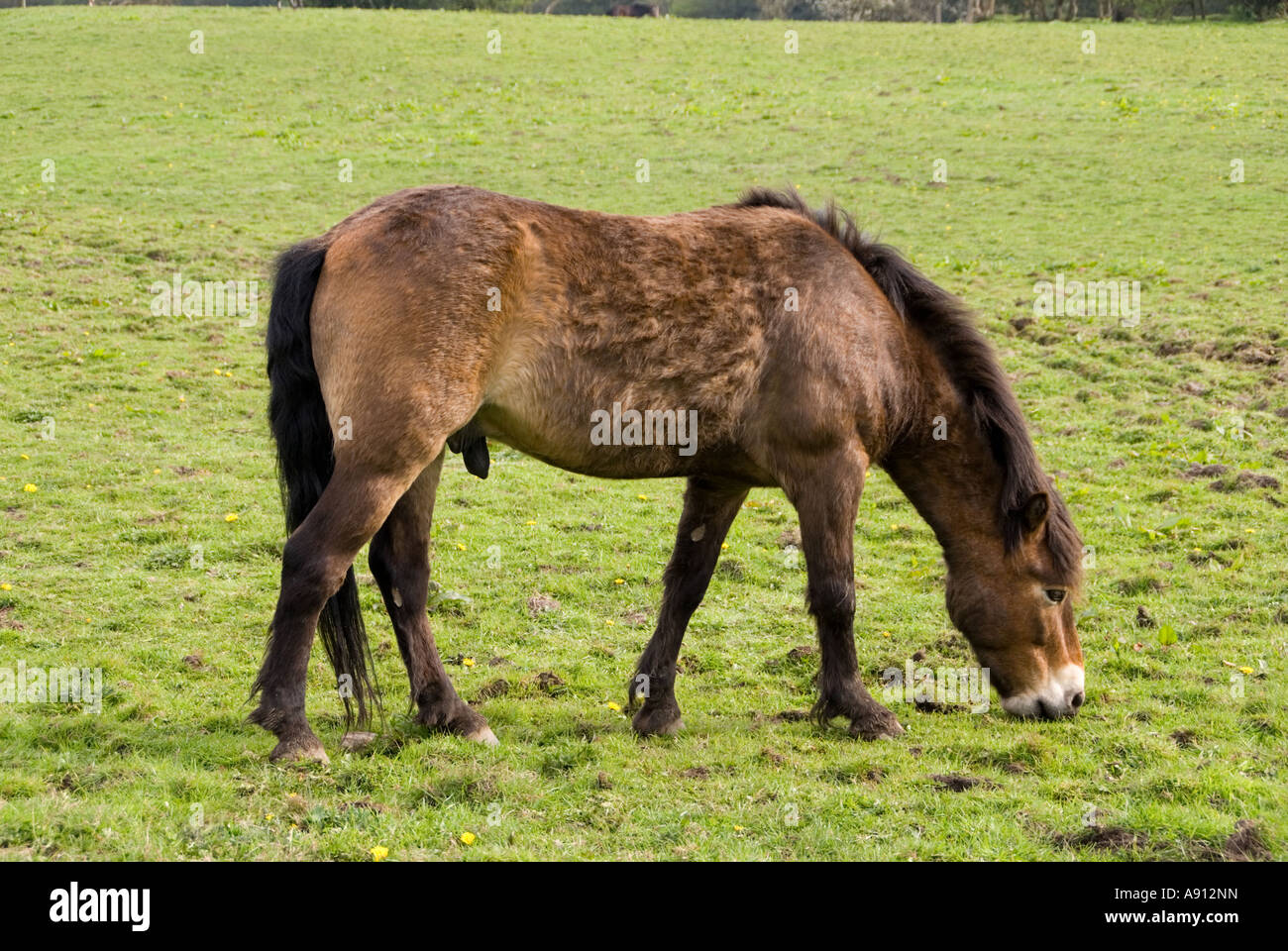 Milton horse hi-res stock photography and images - Alamy