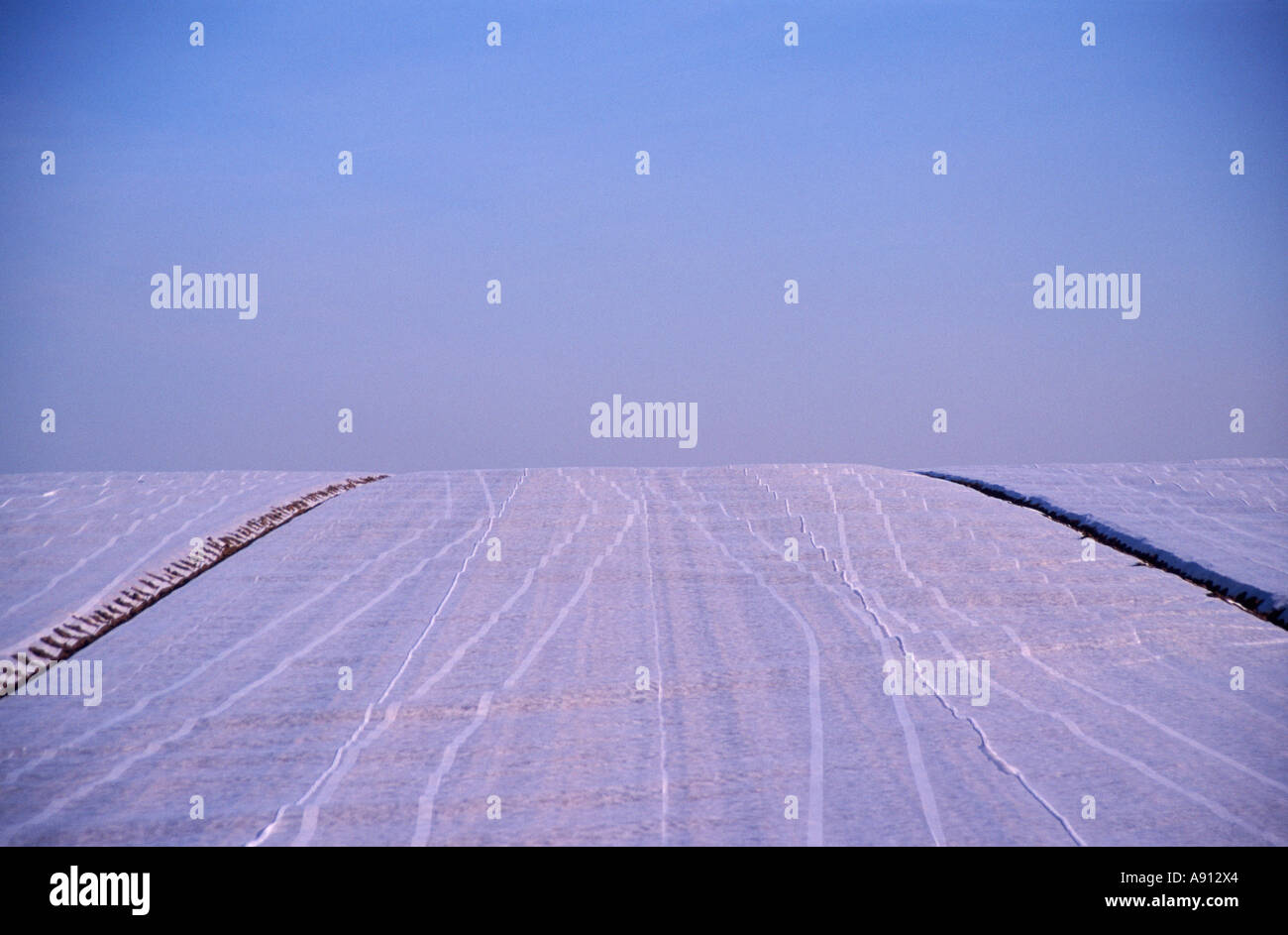 Sheeting covering field of potato crop Suffolk England Stock Photo - Alamy