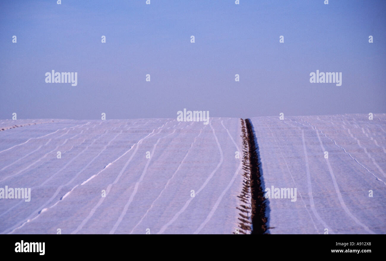 Sheeting covering field of potato crop Suffolk England Stock Photo - Alamy