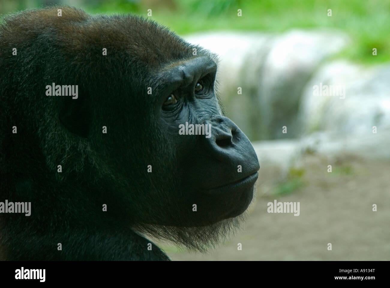 Close up of Gorilla's face Stock Photo - Alamy