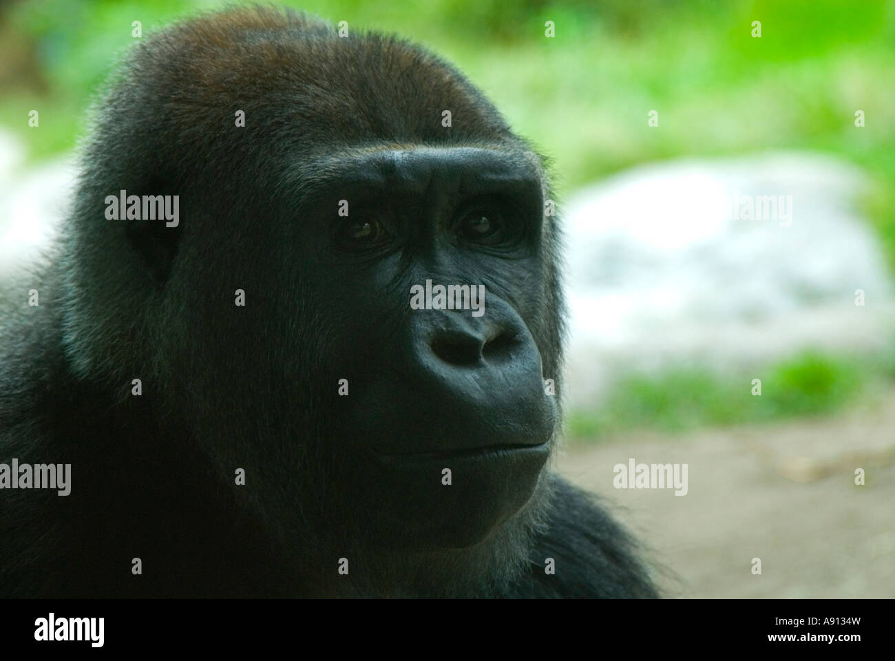 Gorilla at study hi-res stock photography and images - Alamy