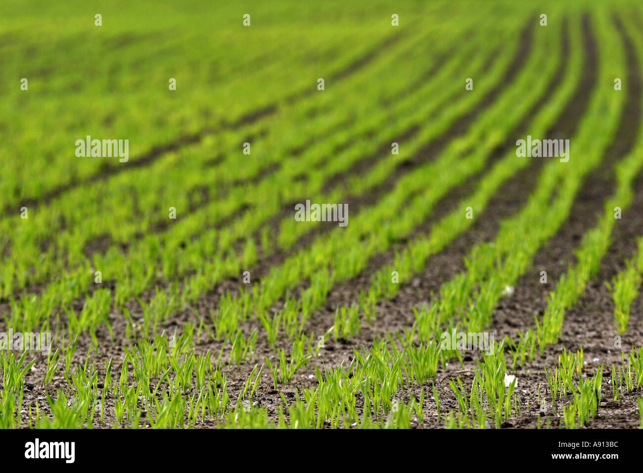 Field in spring Stock Photo - Alamy