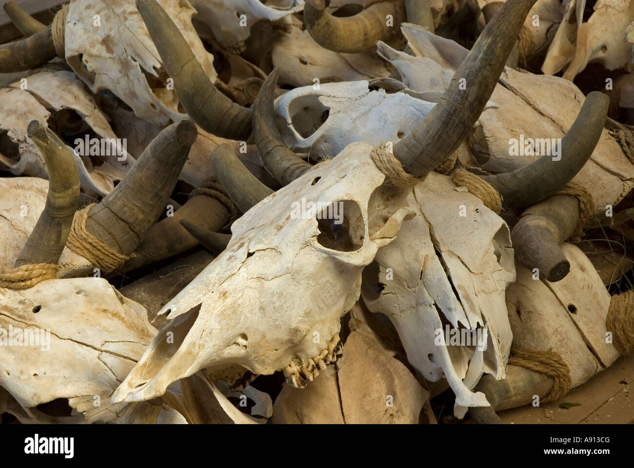 Cow Skulls, Tombstone, Arizona, USA Stock Photo - Alamy