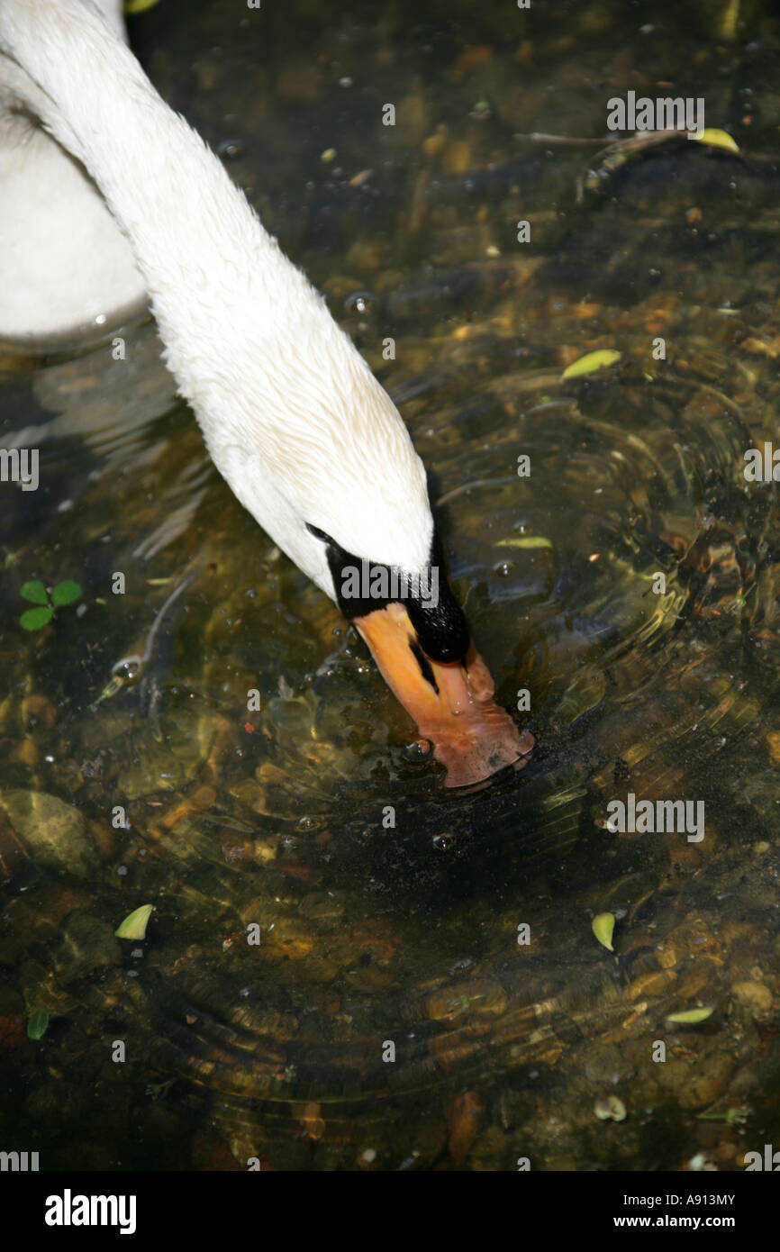 Swan eating water weed hi-res stock photography and images - Alamy