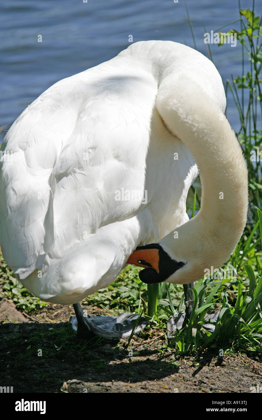 Mute Swan, Cygnus olor, Anatidae, Preening Stock Photo - Alamy