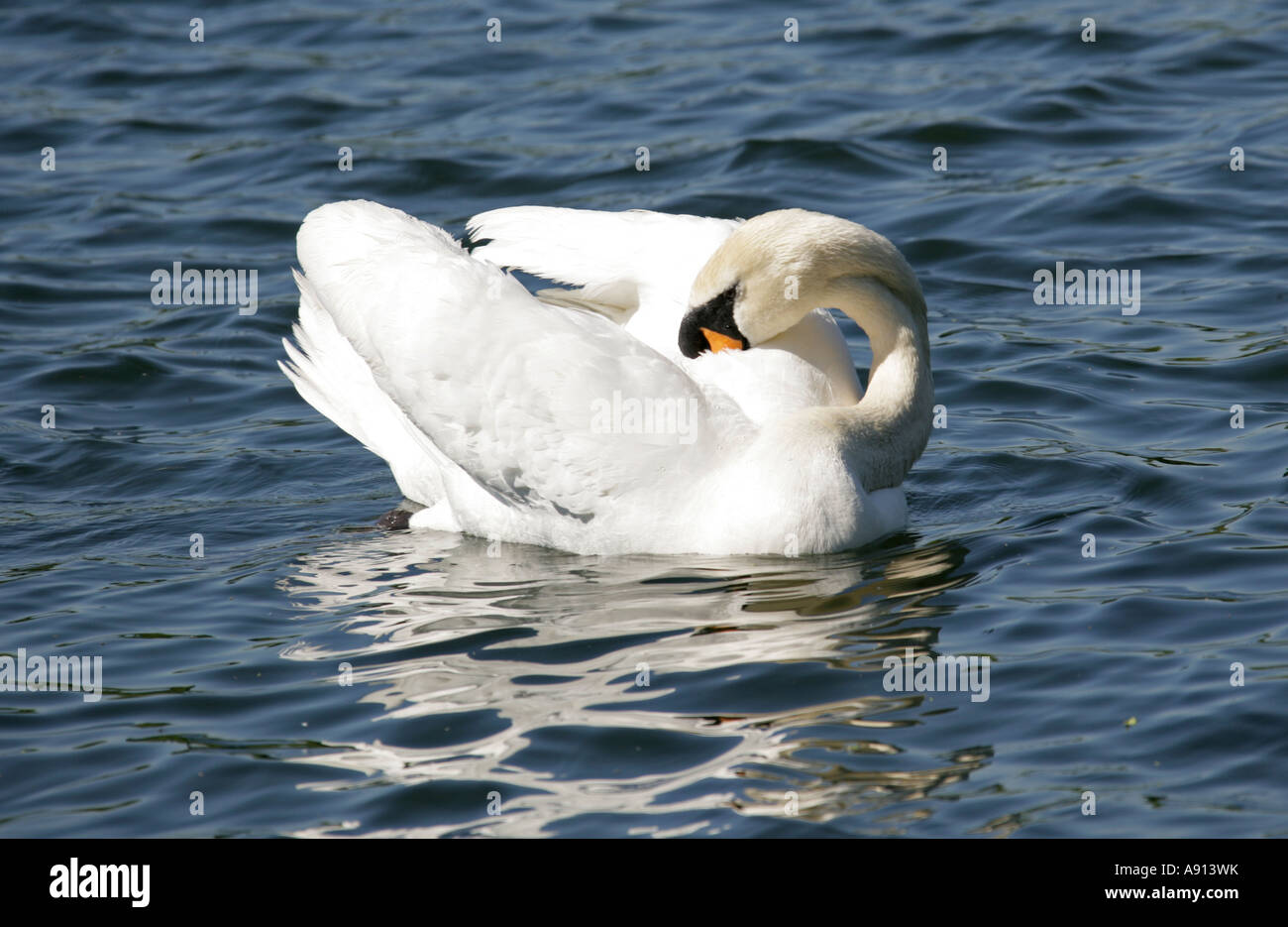 Mute Swan, Cygnus olor, Anatidae Stock Photo - Alamy