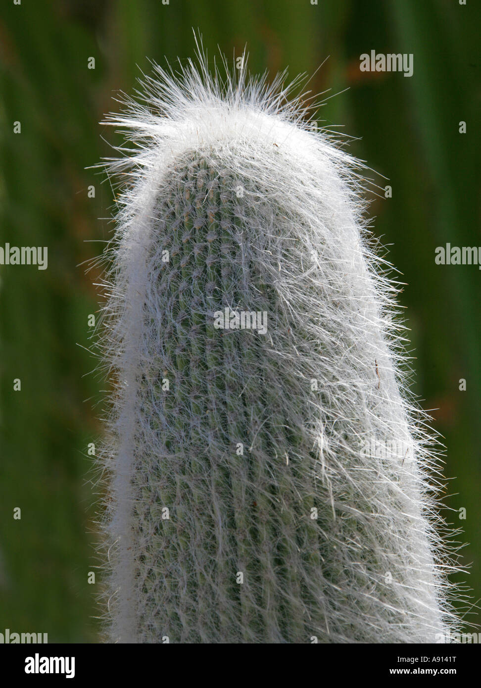 Cactus, Cephalocereus sp Stock Photo - Alamy