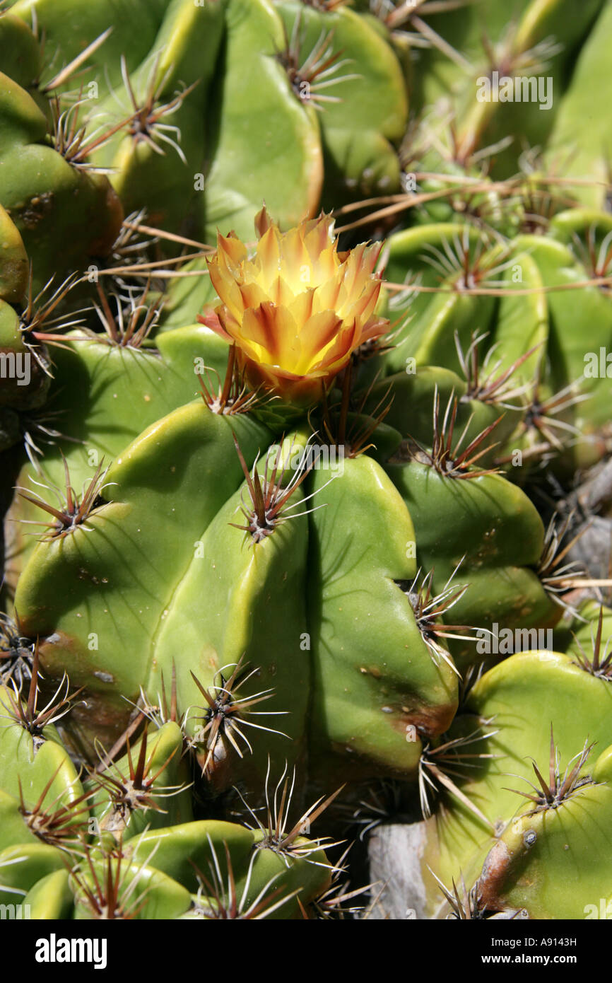 Cactus rib hi-res stock photography and images - Alamy