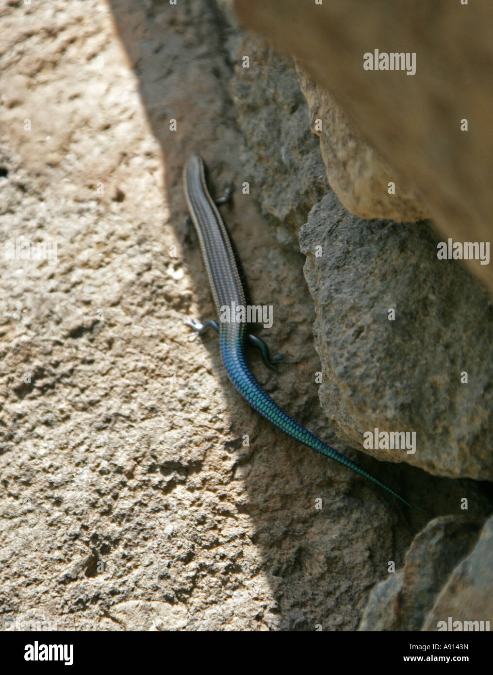 Gran canaria skink hi-res stock photography and images - Alamy