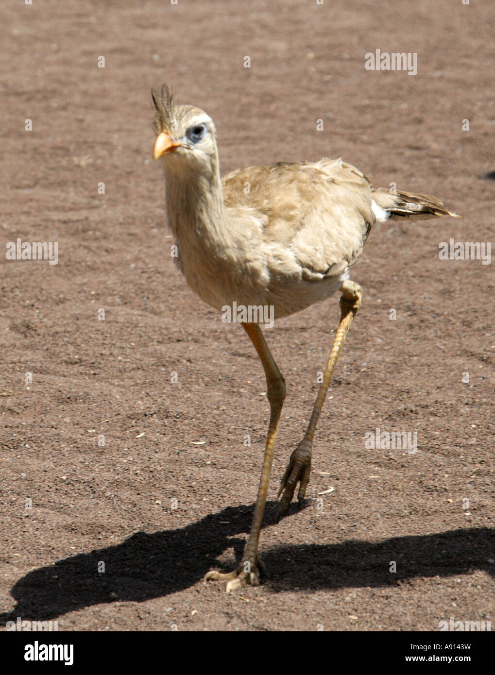 Young Red-legged Seriema or Crested Cariama, Cariama cristata ...