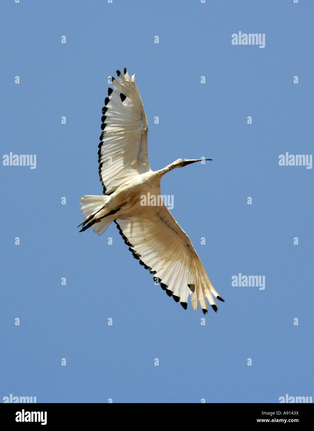 Flying Sacred Ibis, Threskiornis aethiopicus, Threskiornithidae Stock ...