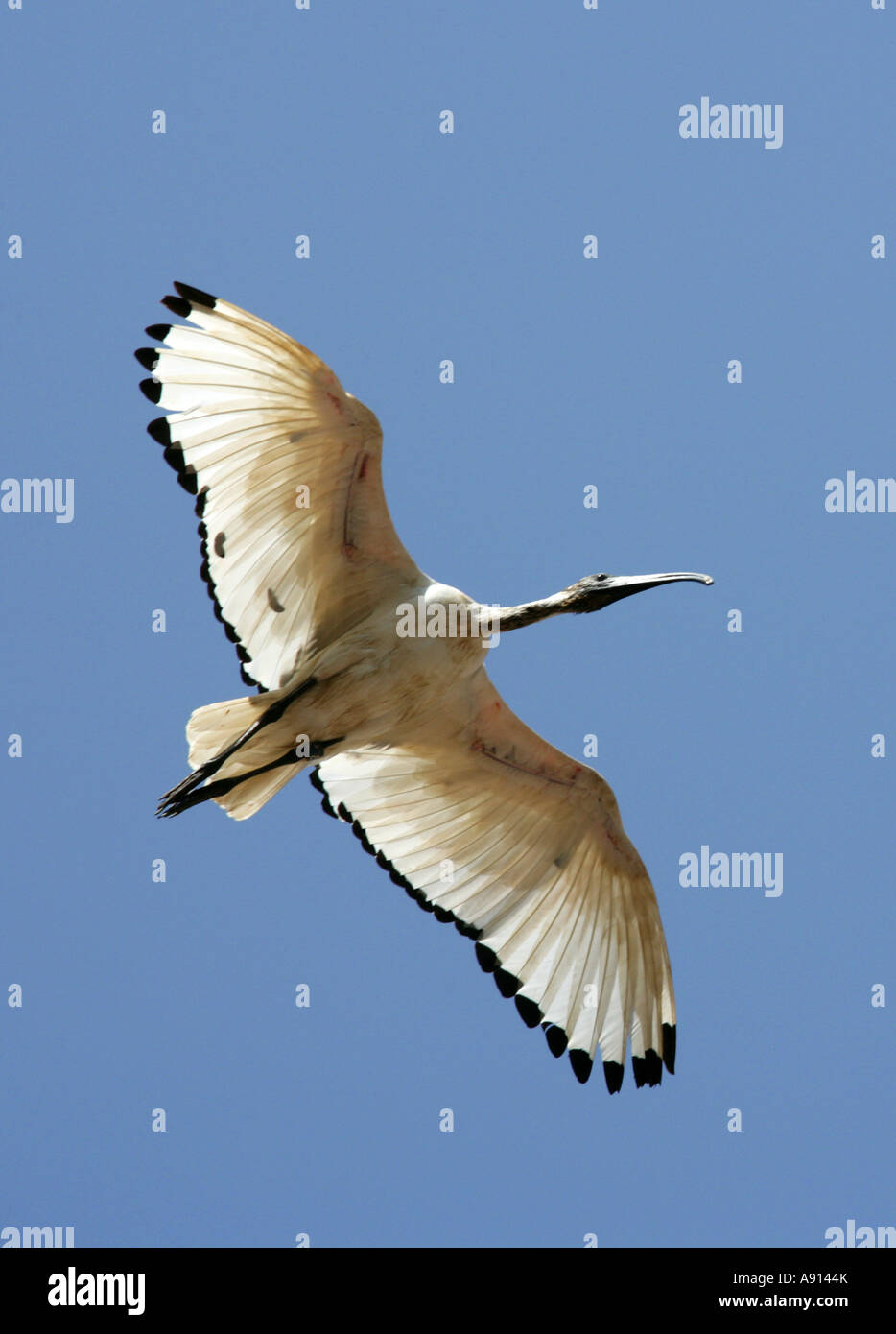 Flying Sacred Ibis, Threskiornis aethiopicus, Threskiornithidae Stock ...