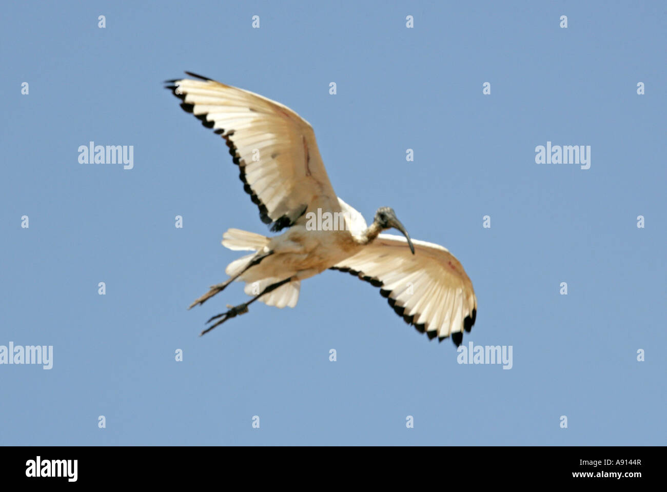 Flying Sacred Ibis, Threskiornis aethiopicus, Threskiornithidae Stock ...