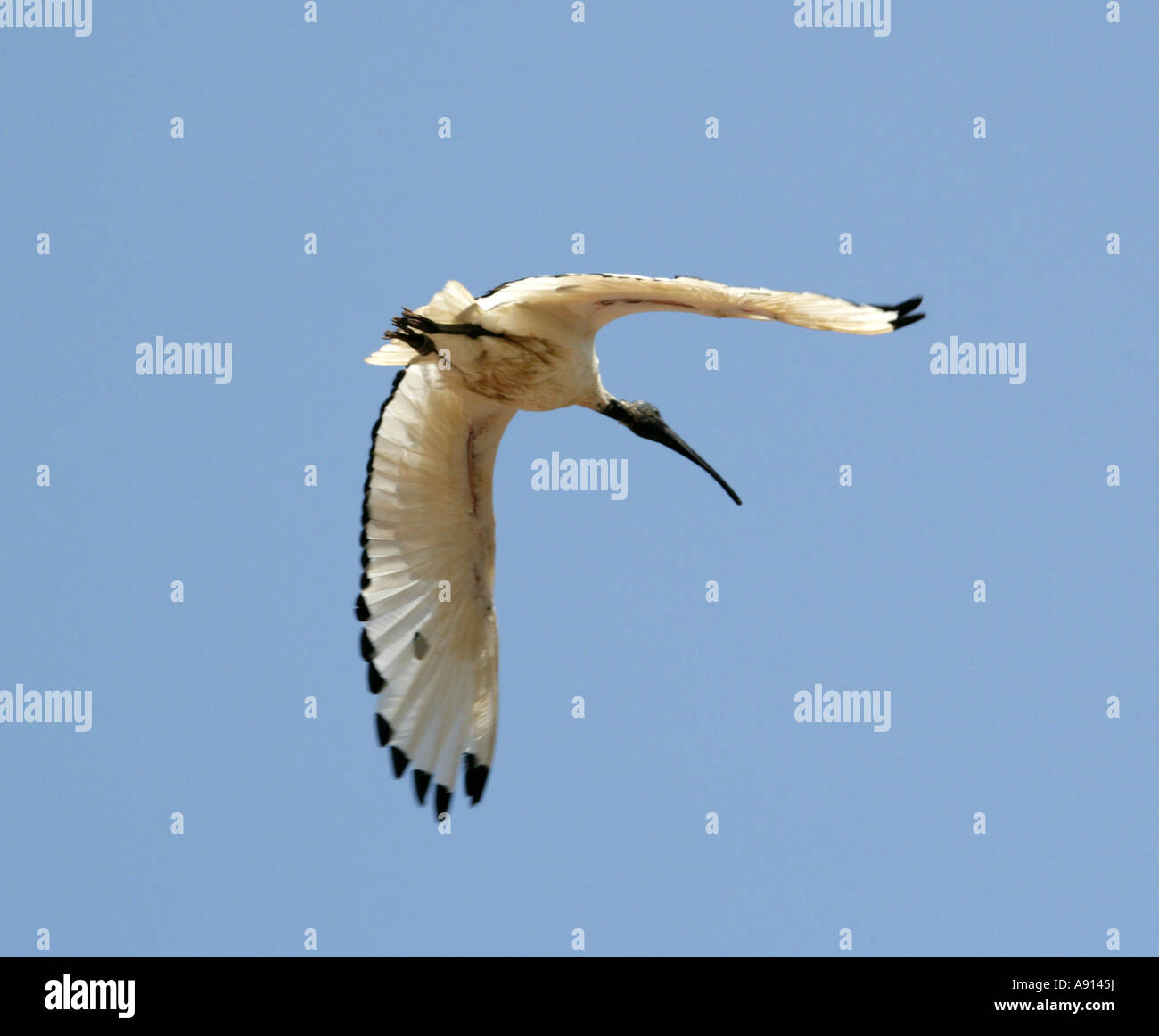 Flying Sacred Ibis, Threskiornis aethiopicus, Threskiornithidae Stock ...