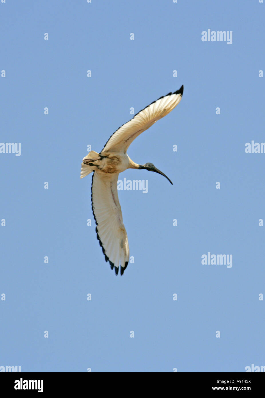 Flying Sacred Ibis, Threskiornis aethiopicus, Threskiornithidae Stock ...