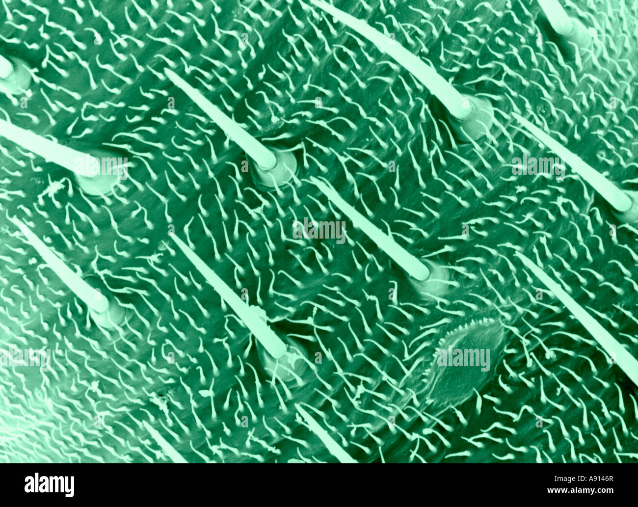 Electron Microscope Color