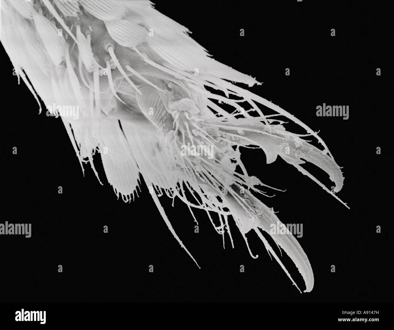 Scanning Electron Microscope close-up of the claw of a ground beetle ...