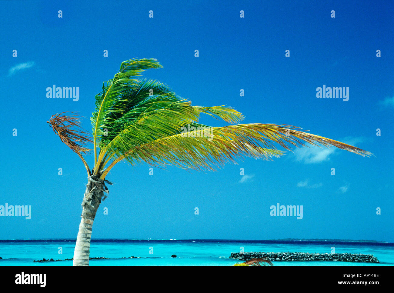 Palm Tree Velidhu island Maldives Stock Photo - Alamy