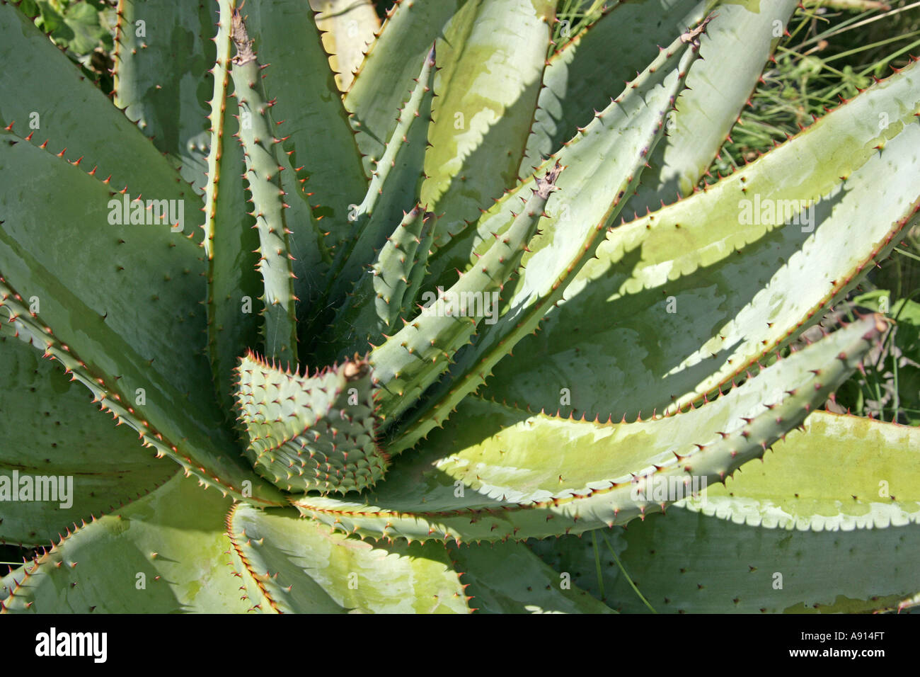 Aloe ferox leaves hi-res stock photography and images - Alamy