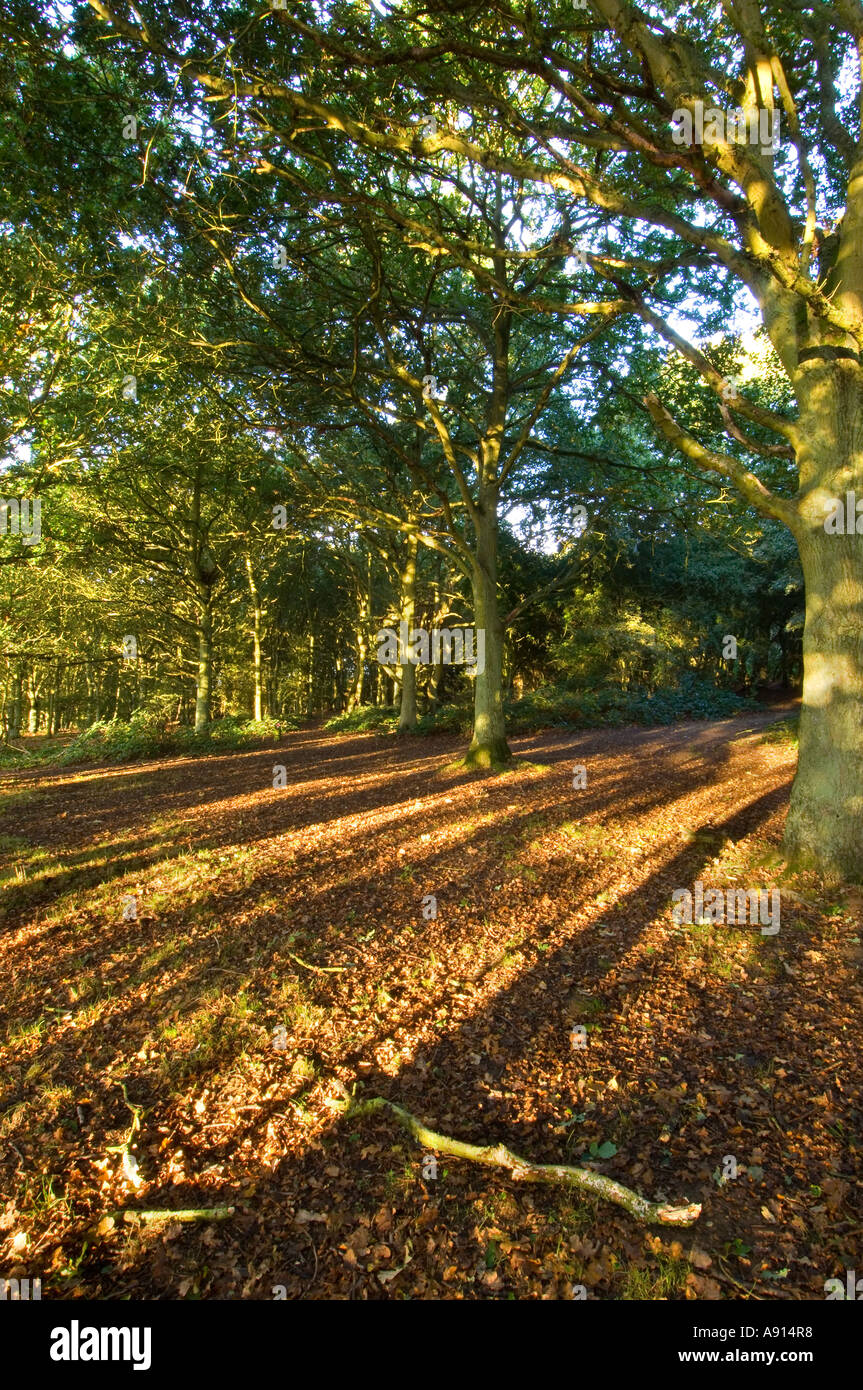 Shotover Park High Resolution Stock Photography and Images - Alamy