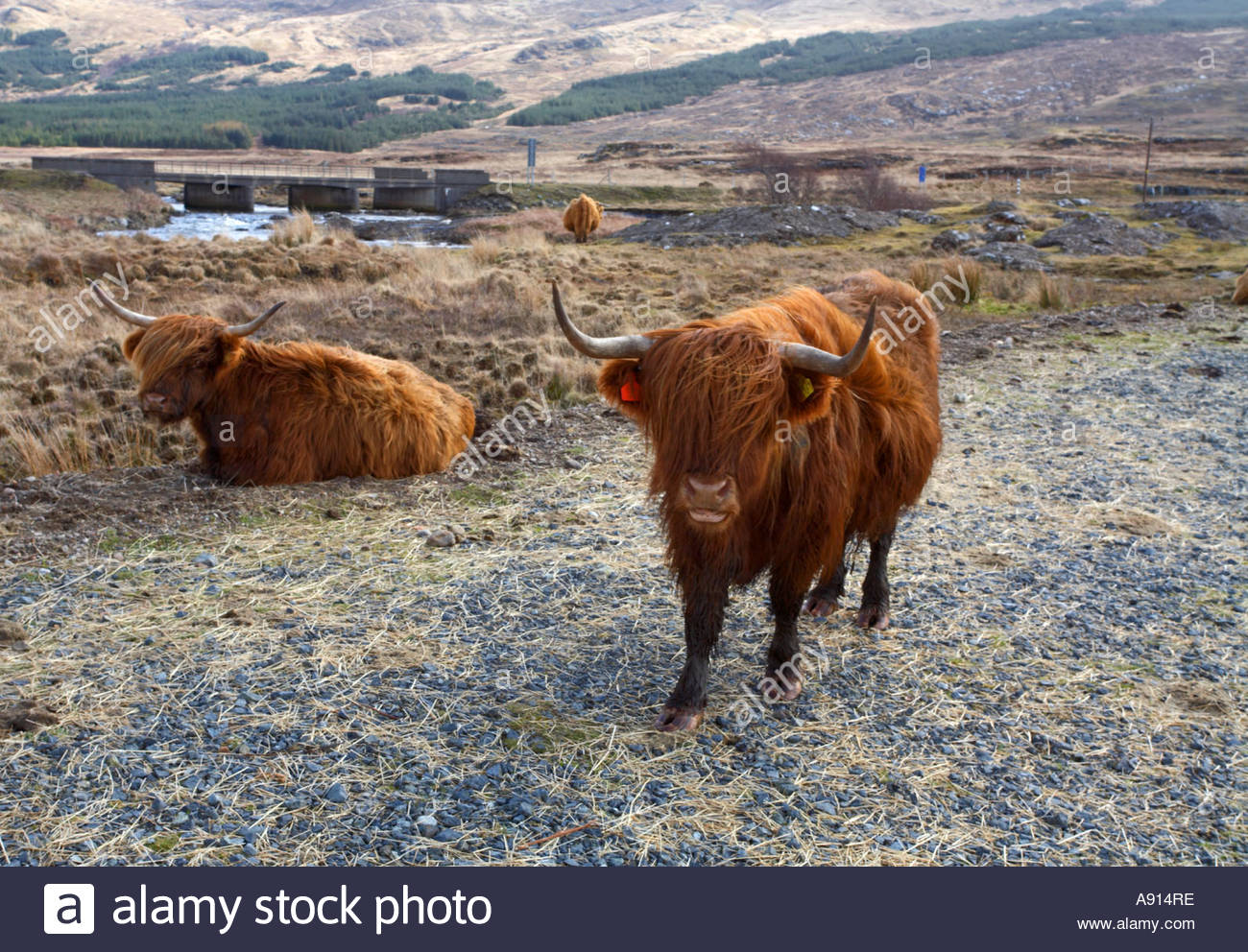 Highland cattle cows graze hi-res stock photography and images - Alamy