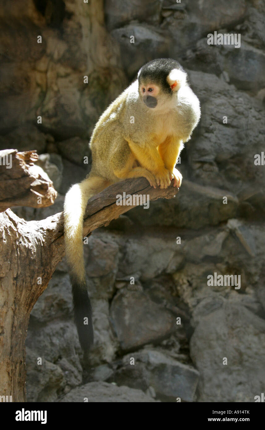 Saimiri boliviensis peru hi-res stock photography and images - Alamy