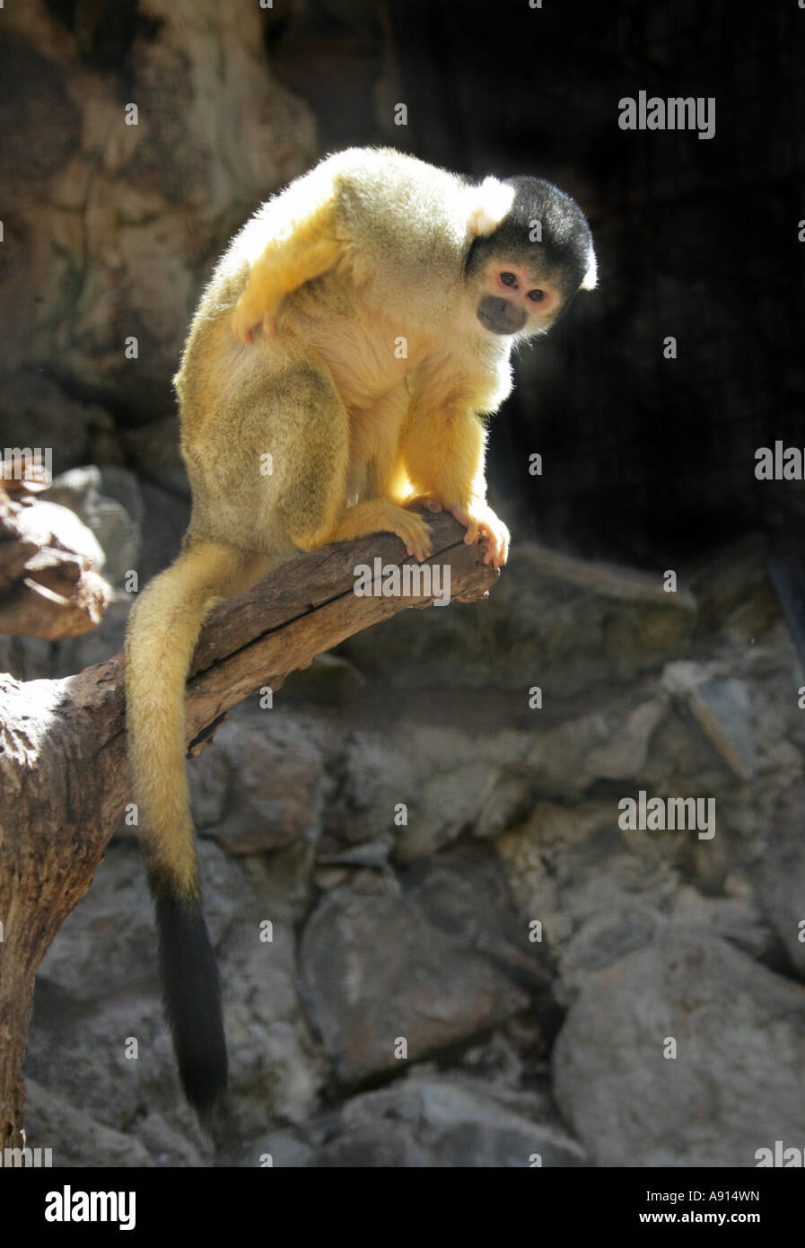 Saimiri boliviensis peru hi-res stock photography and images - Alamy