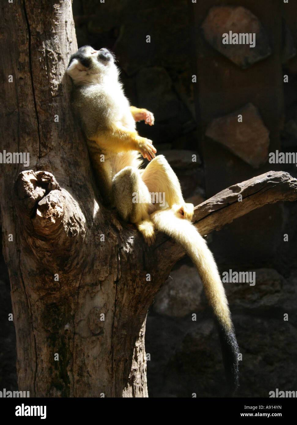 Saimiri boliviensis peru hi-res stock photography and images - Alamy