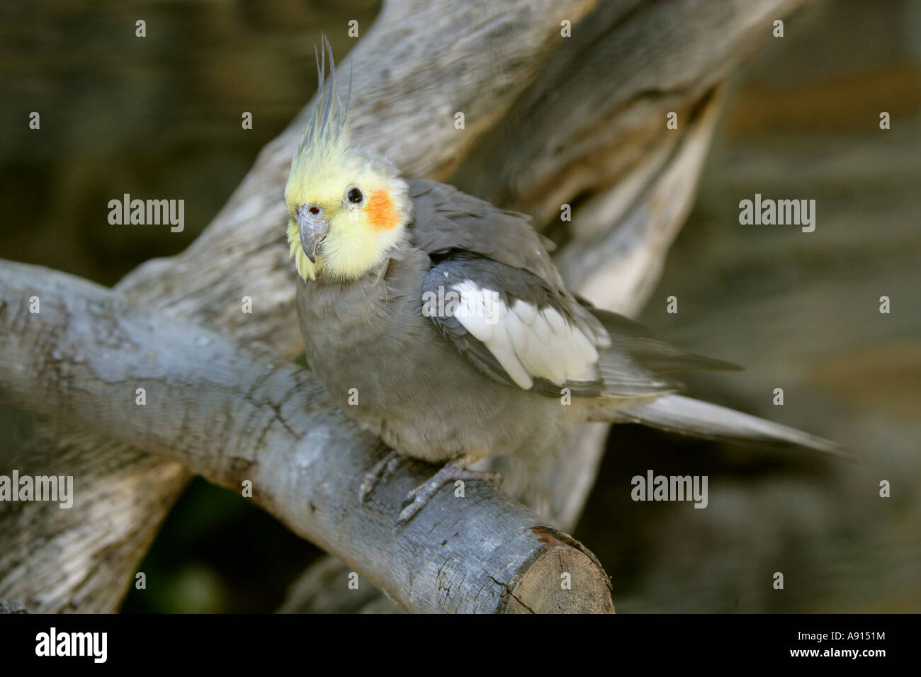 Male Cockatiel, Nymphicus hollandicus, Cacatuidae Stock Photo - Alamy