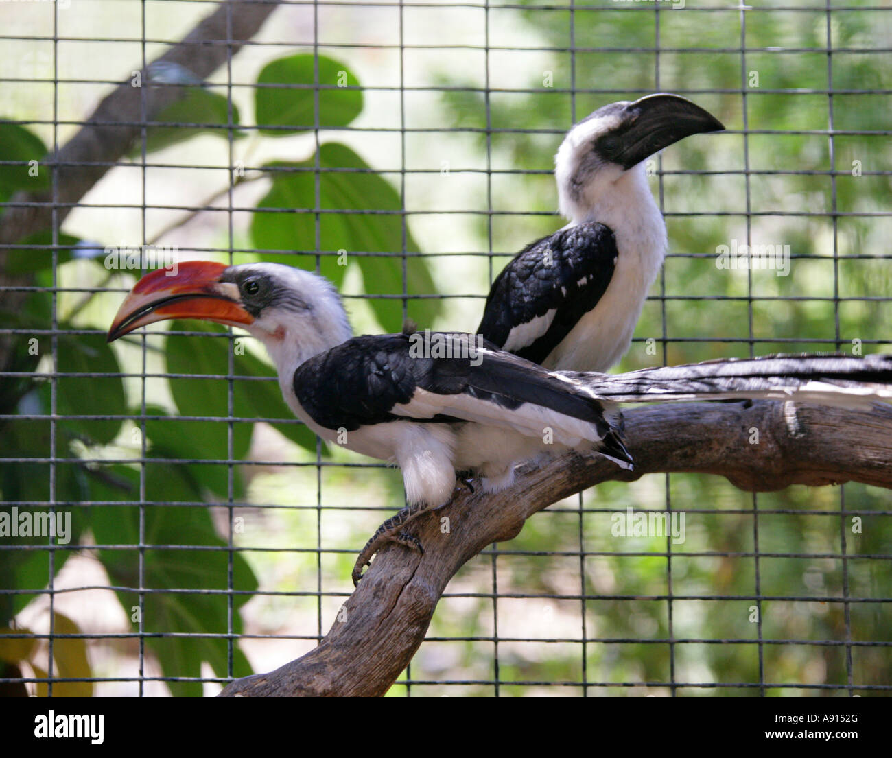 Ave hornbill hi-res stock photography and images - Alamy