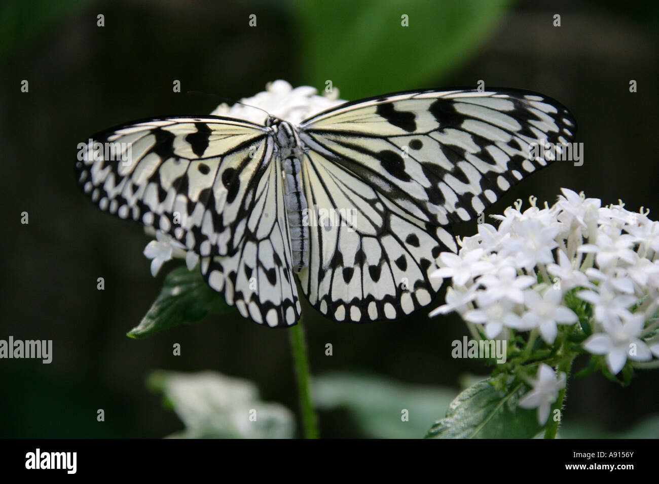 White Tree Nymph, Idea leuconoe. Also Known as the Paper Kite or the ...