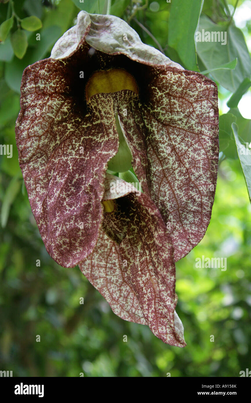 Calico Flower, Aristolochia littoralis, Aristolochiaceae Stock Photo ...
