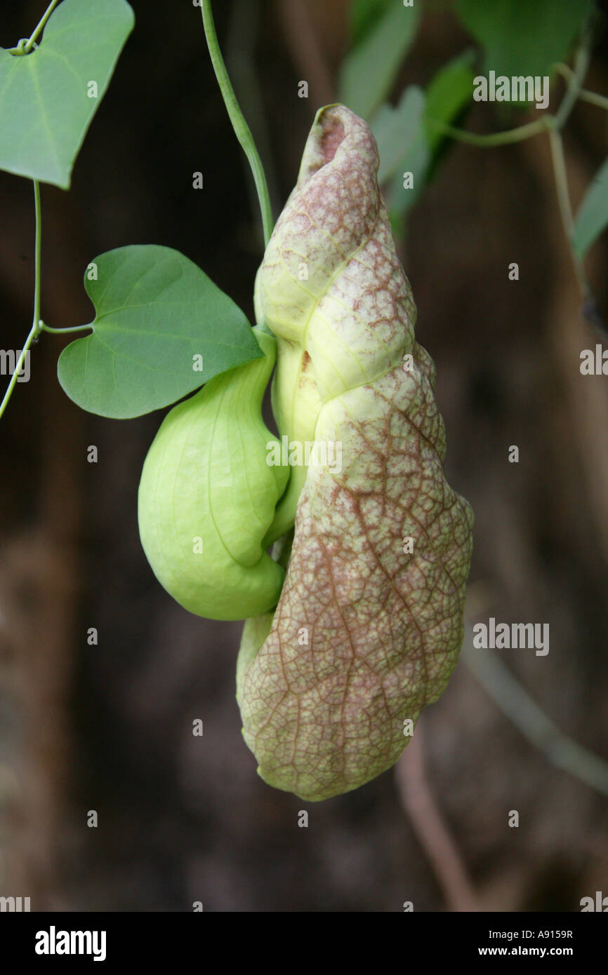 Calico Flower, Aristolochia littoralis, Aristolochiaceae Stock Photo ...