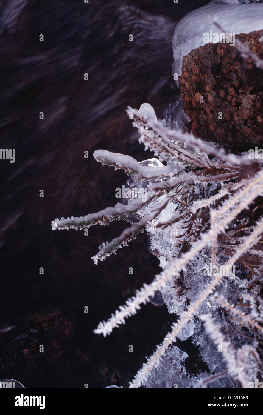 Ice on branches at the edge of a stream Stock Photo - Alamy