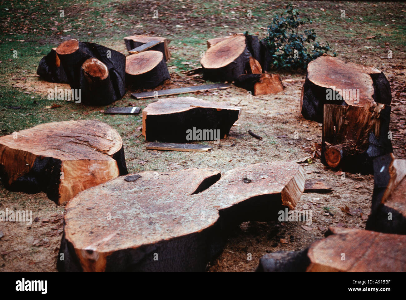 Trees stumps hi-res stock photography and images - Alamy