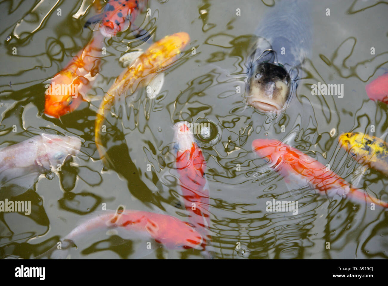 Koi Carp, Cyprinus carpio, Cyprinidae Stock Photo - Alamy