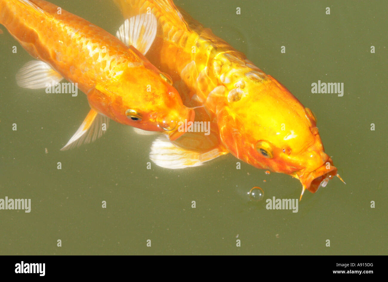 Koi Carp, Cyprinus carpio, Cyprinidae Stock Photo - Alamy