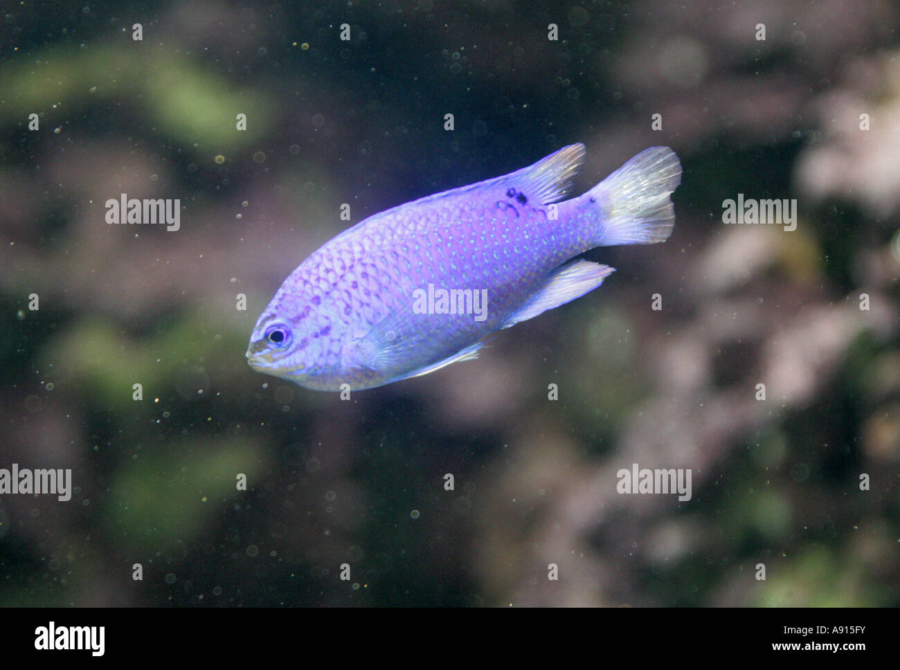 Blue Tropical Reef Fish Stock Photo - Alamy