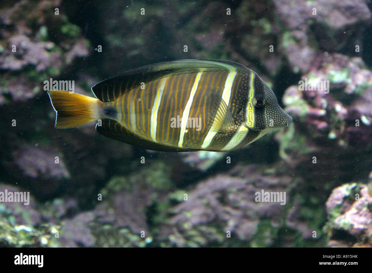 Sailfin Tang, Zebrasoma veliferum. Tropical Reef Fish Stock Photo - Alamy
