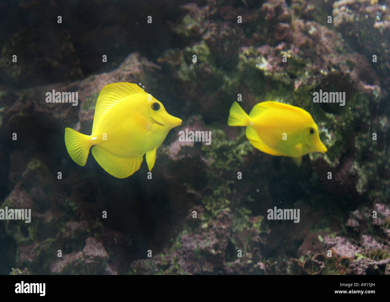 Yellow Tang Fish, Zebrasoma flavescens Stock Photo - Alamy