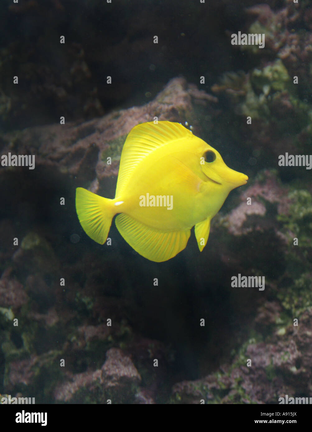 Yellow Tang Fish, Zebrasoma flavescens Stock Photo - Alamy