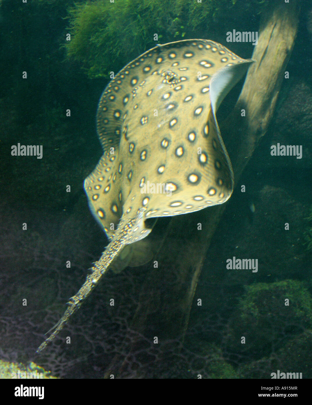 Rajidae hi-res stock photography and images - Alamy