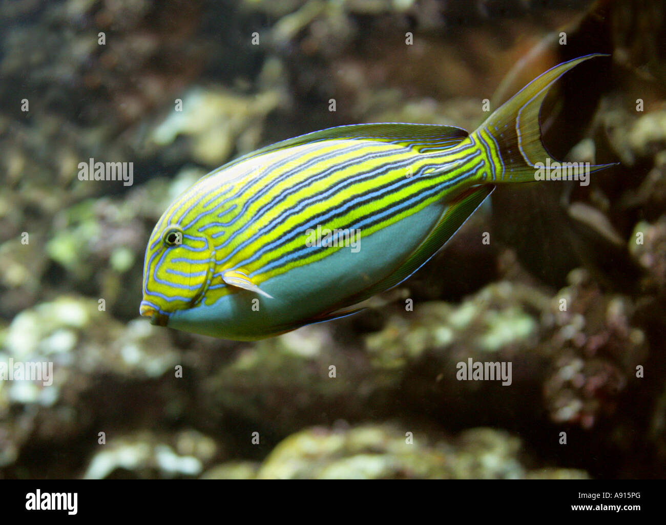 Japan surgeonfish hi-res stock photography and images - Alamy